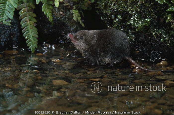 Eurasian Water Shrew