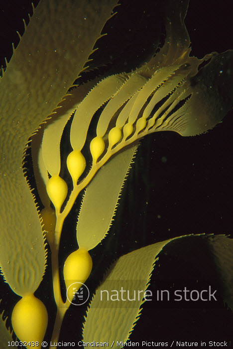 Macrocystis Drawing