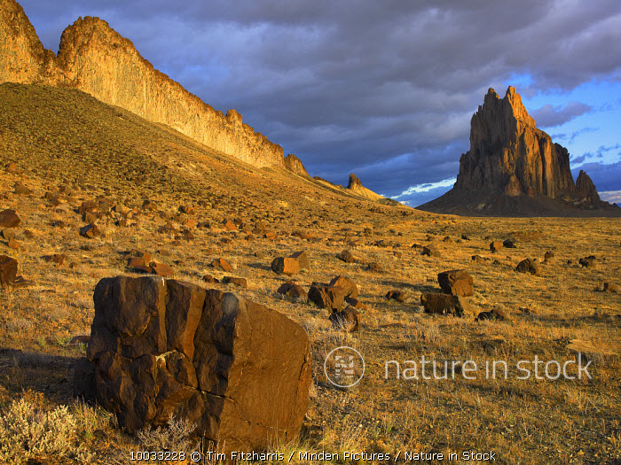 Nature in Stock