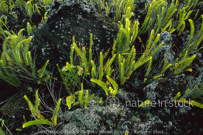 Nature in Stock