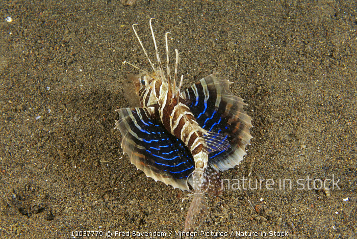 Blackfoot Lionfish