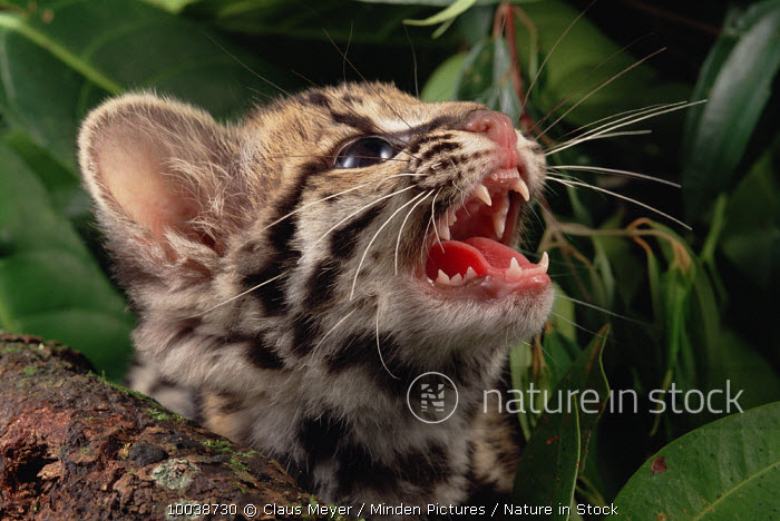 Margay Kitten
