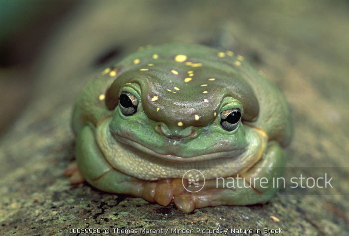 Magnificent Tree Frog Magnificent Tree Frog (Litoria Splendida)