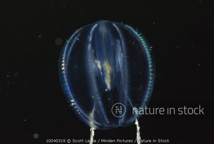 Sea Gooseberry Jellyfish Comb Jelly Facts (Ctenophora)