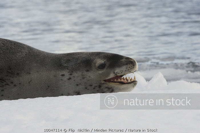 Leopard Seals Teeth Antarctic Seal Species: The Ultimate Guide