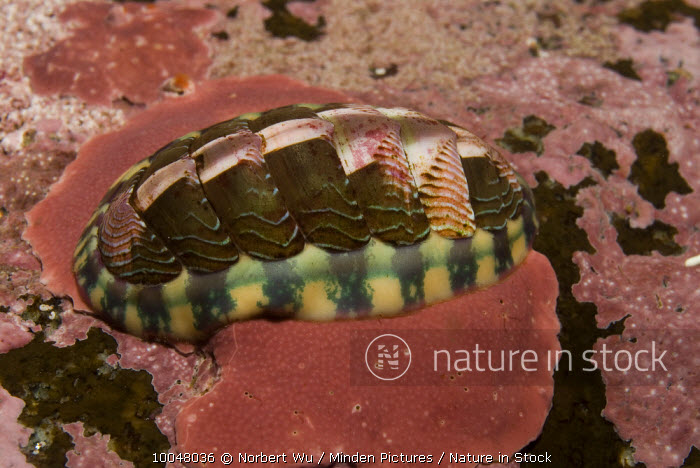 Chiton Radula Scientists Find Rare Mineral Inside Chiton Teeth