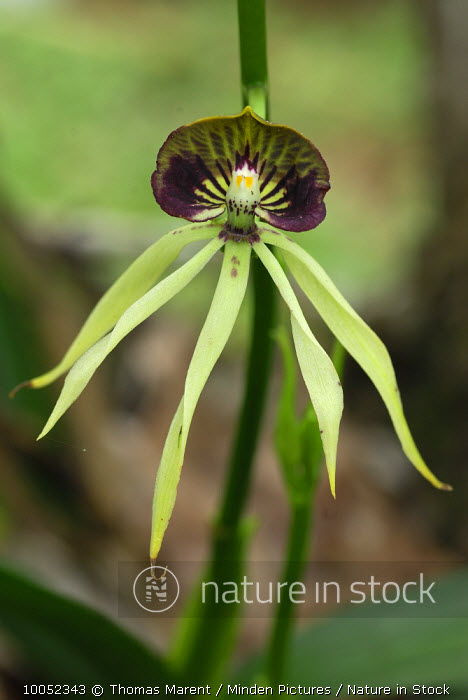 Black Orchid Belize National Flower | Best Flower Site