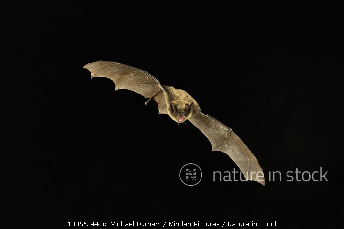 Miotis Lucifugus Myotis Lucifugus | Naturally Curious With Mary