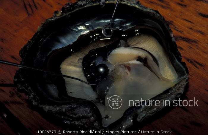 Black Pearl In Oyster Shell