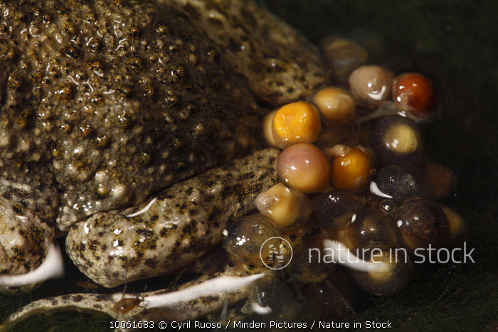 Frog Carries Eggs On Back