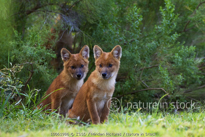 Dhole Pups