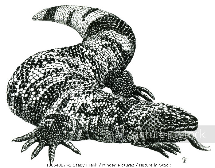 Gila Monster Drawing