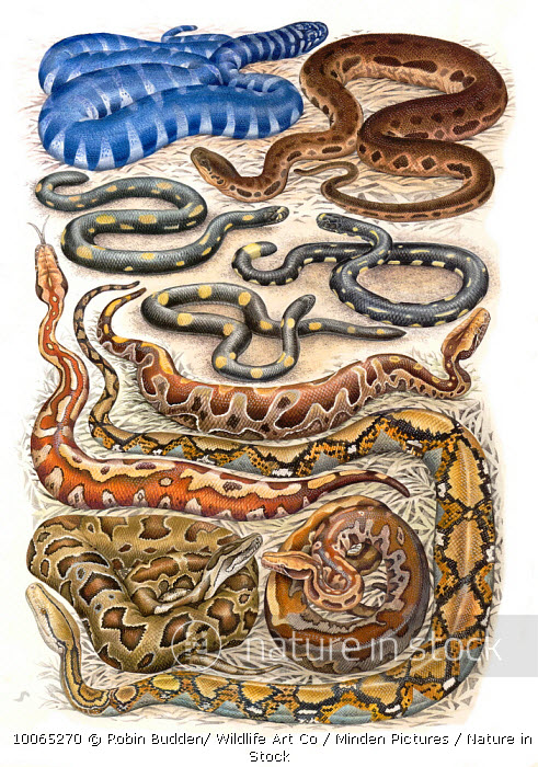 Acrochordus Javanicus