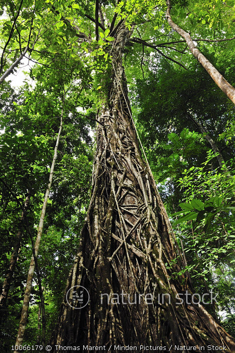 Strangling Aerial Roots