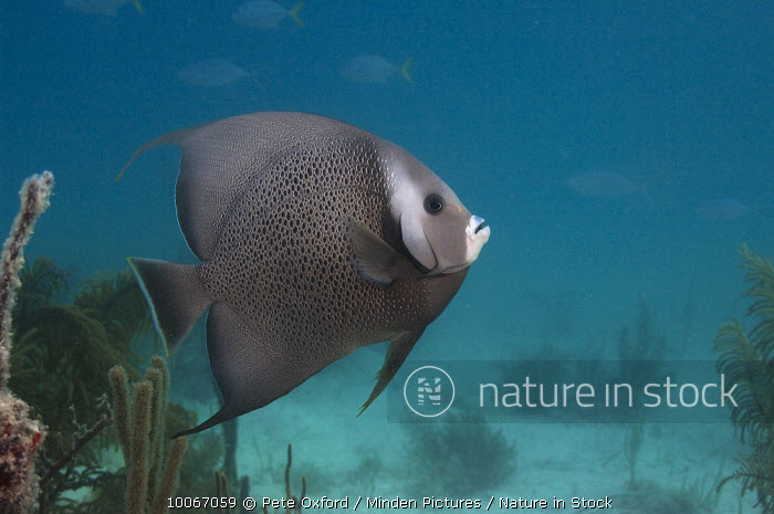 Nature in Stock