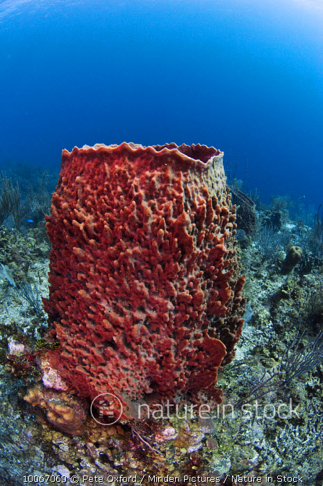 Giant Barrel Sponge