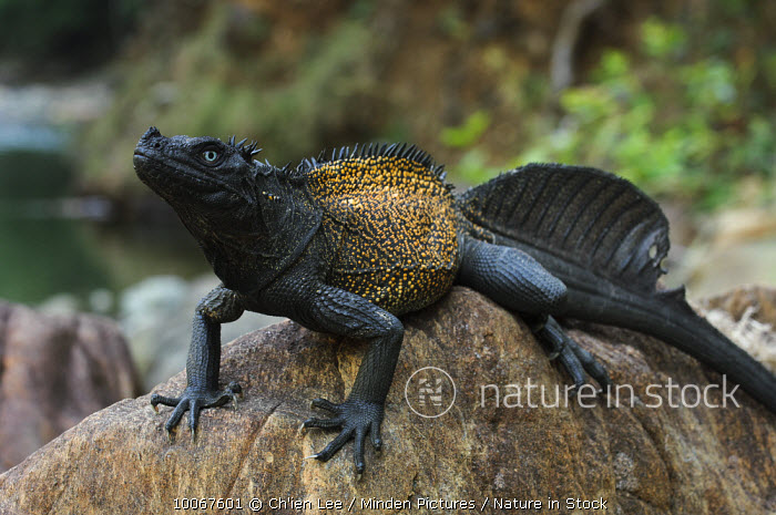 Hydrosaurus Amboinensis