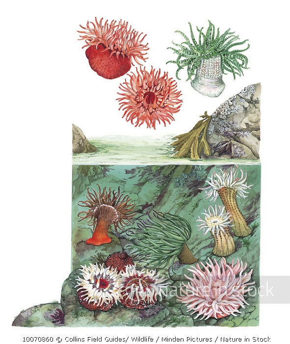 Nature in Stock