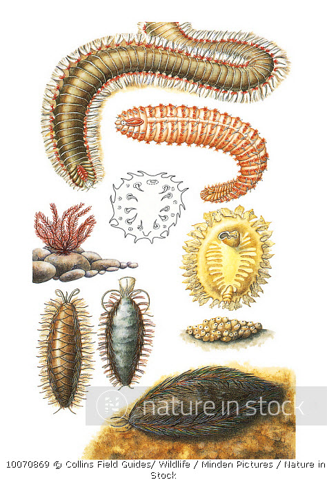 Nature in Stock