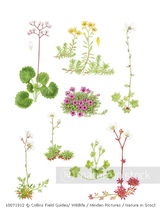 Desenho De Saxifrage Roxo