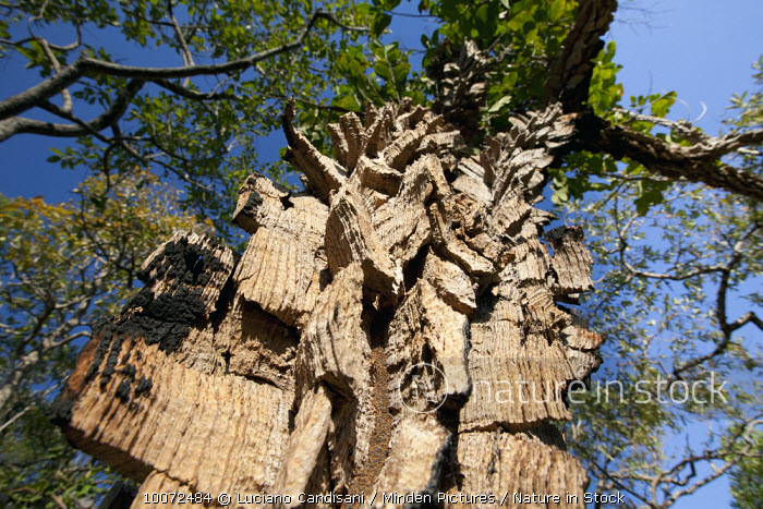 Unusual Tree Bark Understanding The Different Parts Of Your Tree