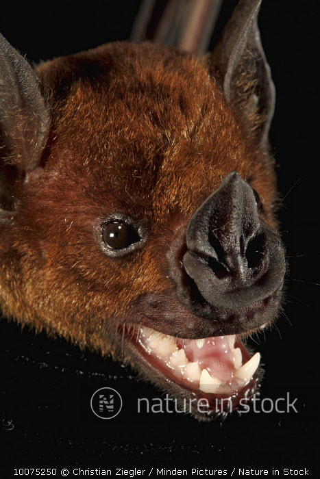 Spear Nosed Bat Lesser Spear Nosed Bat Colombia