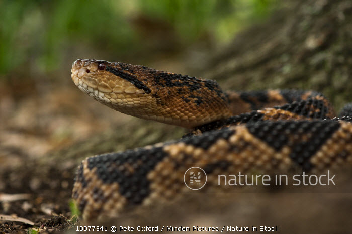 Bushmaster Snake Logo