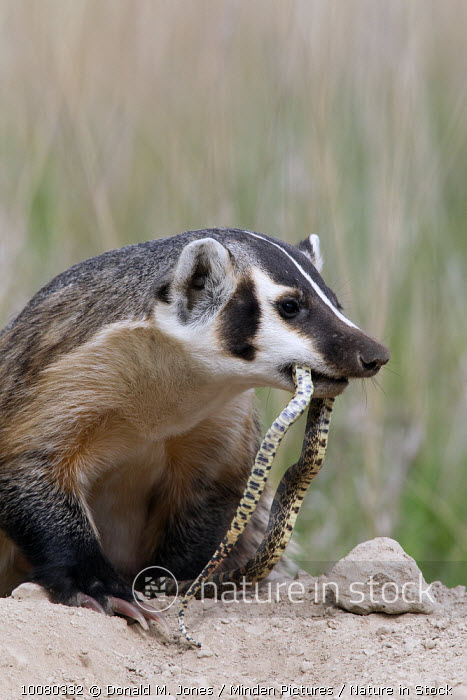 American Badger Range