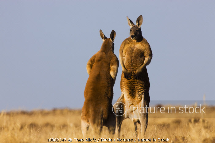 Red Kangaroo Fighting Eastern Kangaroos Box For Mating Rights