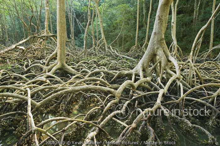 Stilt Root