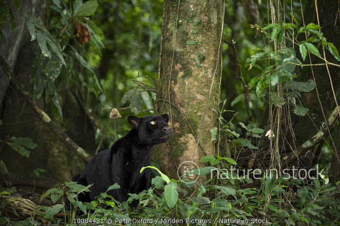 Tropical Rainforest Panthers