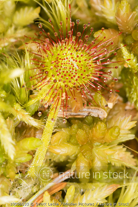Nature in Stock