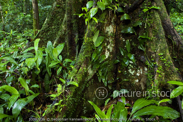 Borneo Trees World's Tallest Tropical Trees Discovered In Borneo