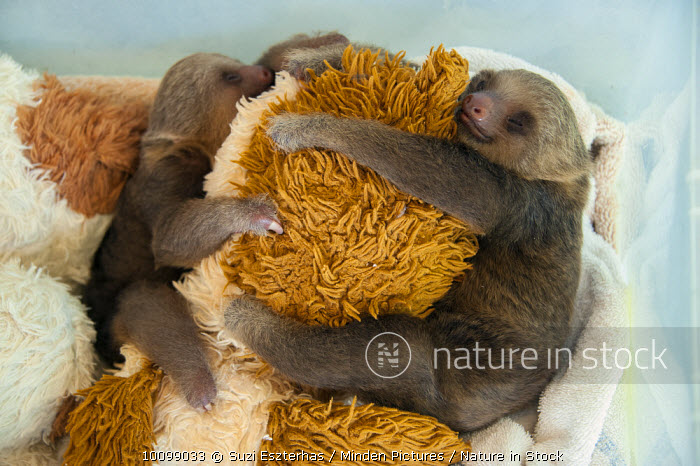 Baby Sloth Hugging Stuffed Animal Sloth Warmies | Microwavable Sloth