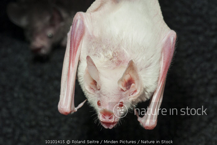 Sebas Short Tailed Bat