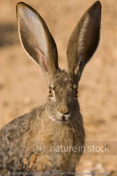 Lepus Californicus
