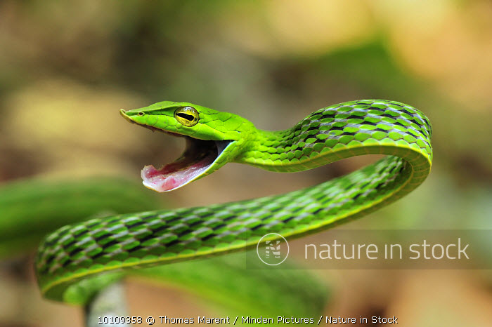 Agumbe Rainforest Research Station