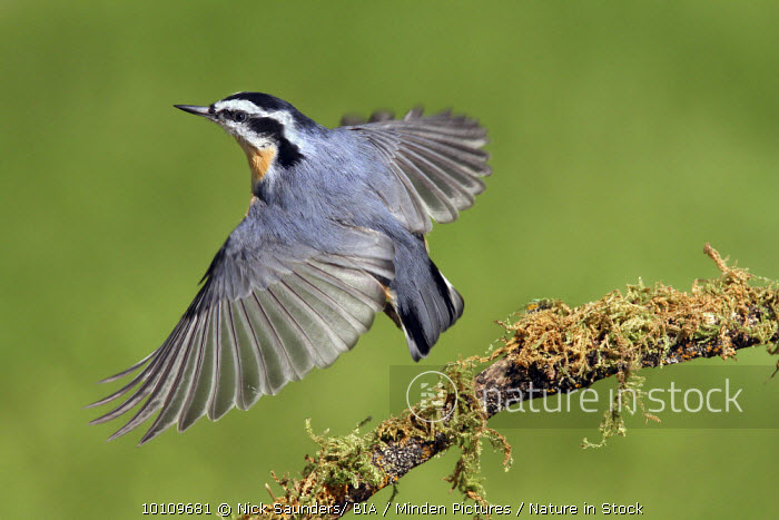 Red Breasted Nuthatch Flying