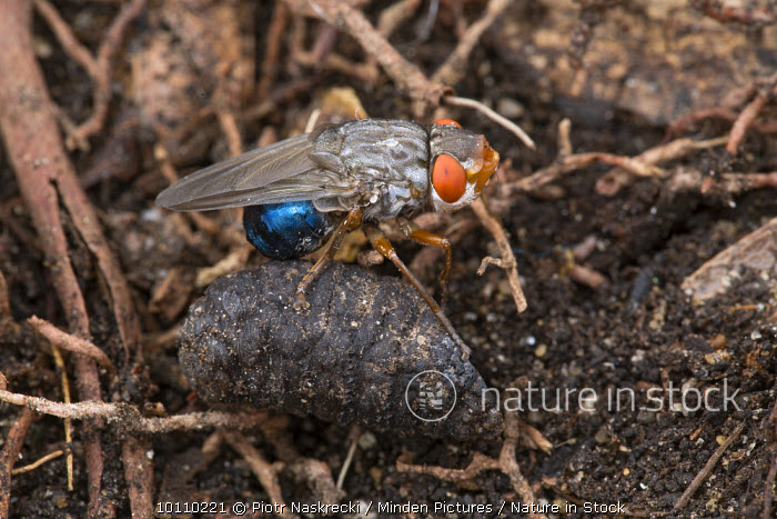 Dermatobia Hominis
