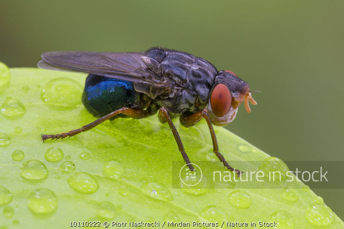 Dermatobia Hominis