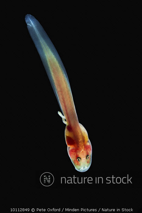 Glass Frog Tadpole