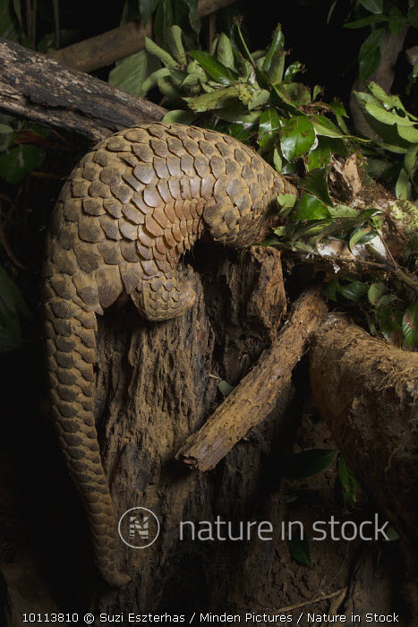 Malayan Pangolin Pangolins On The Brink As Africa China Trafficking