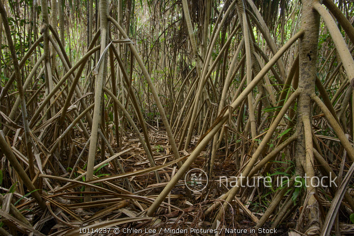 Stilt Roots Of Pandanus