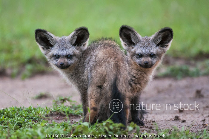 Bat Eared Fox Pups