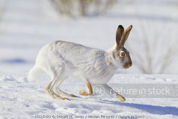 Jack Rabbit Running