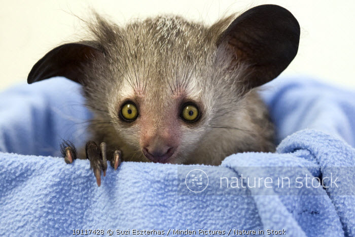 Cute Aye Aye Lemur
