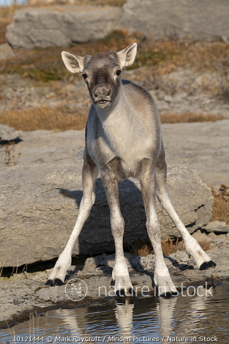 Baby Caribou Animal See Newborn Baby Reindeer In Rovaniemi Visit