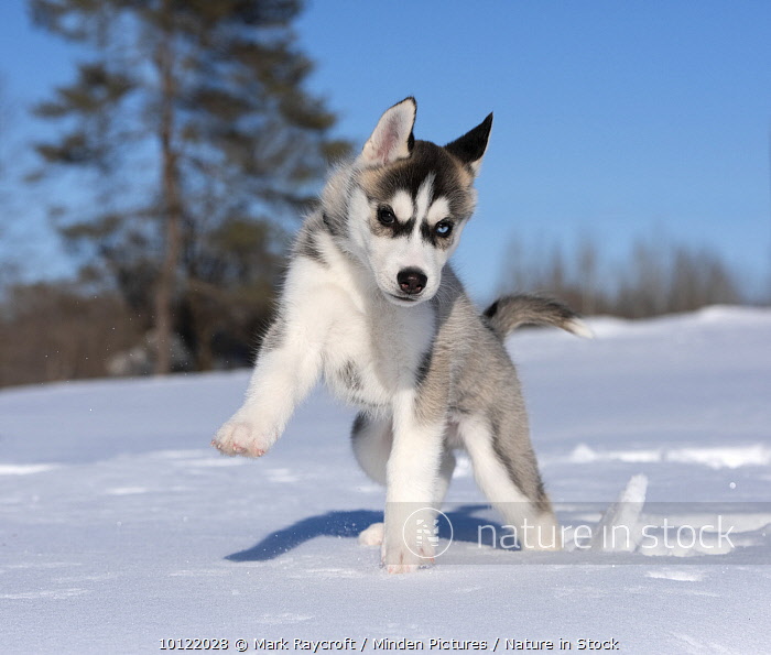 Husky Puppies Playing In Snow