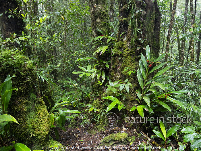 Montane Rainforest