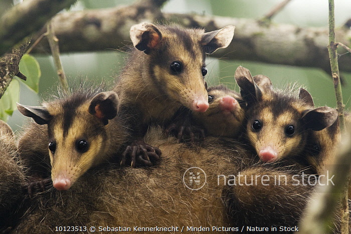 Didelphis Marsupialis